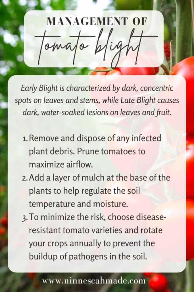 How to Grow Tomatoes Step by Step (What Actually Works After 15+ Years ...