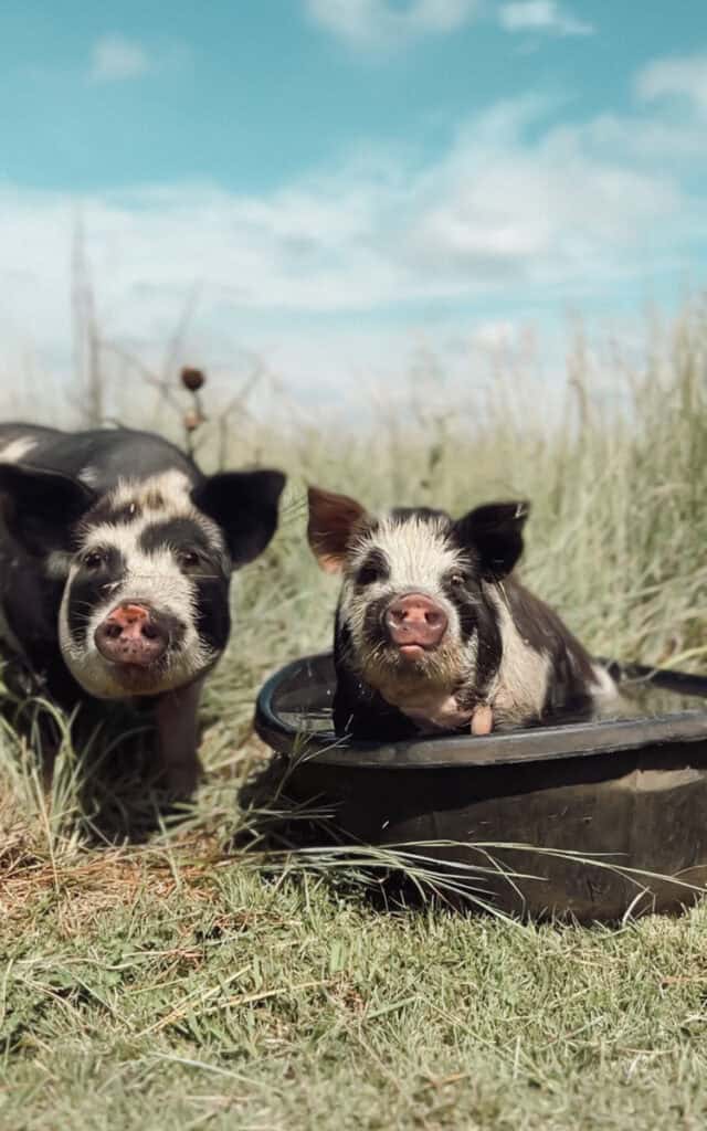 Are kunekune pigs good for meat- why they are the perfect homestead pig ...