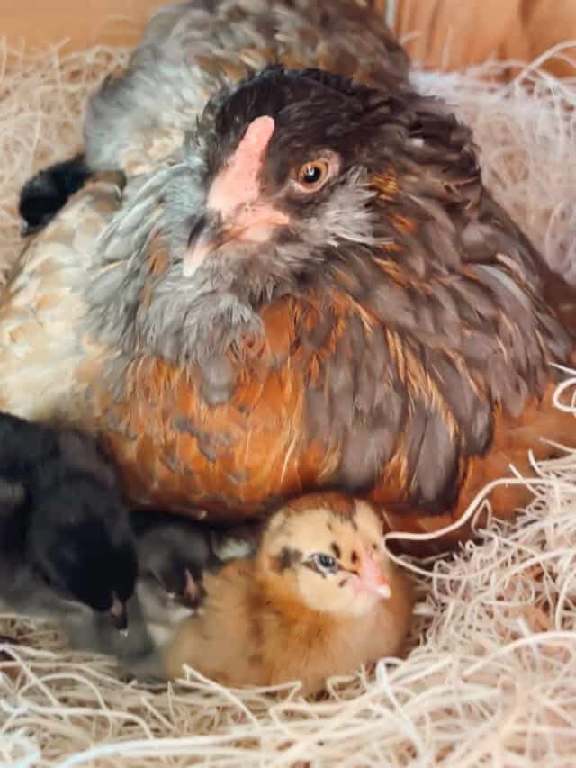 WHAT DOES BROODY MEAN IN CHICKENS? - Ninnescah Made