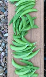 A Beginner's Guide to Growing Peas in Zone 6 - Ninnescah Made