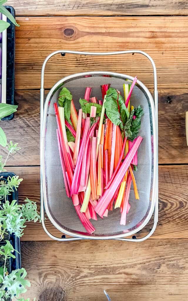 How to Store Swiss Chard: 5 Methods & Step-by-Step Guide - Ninnescah Made