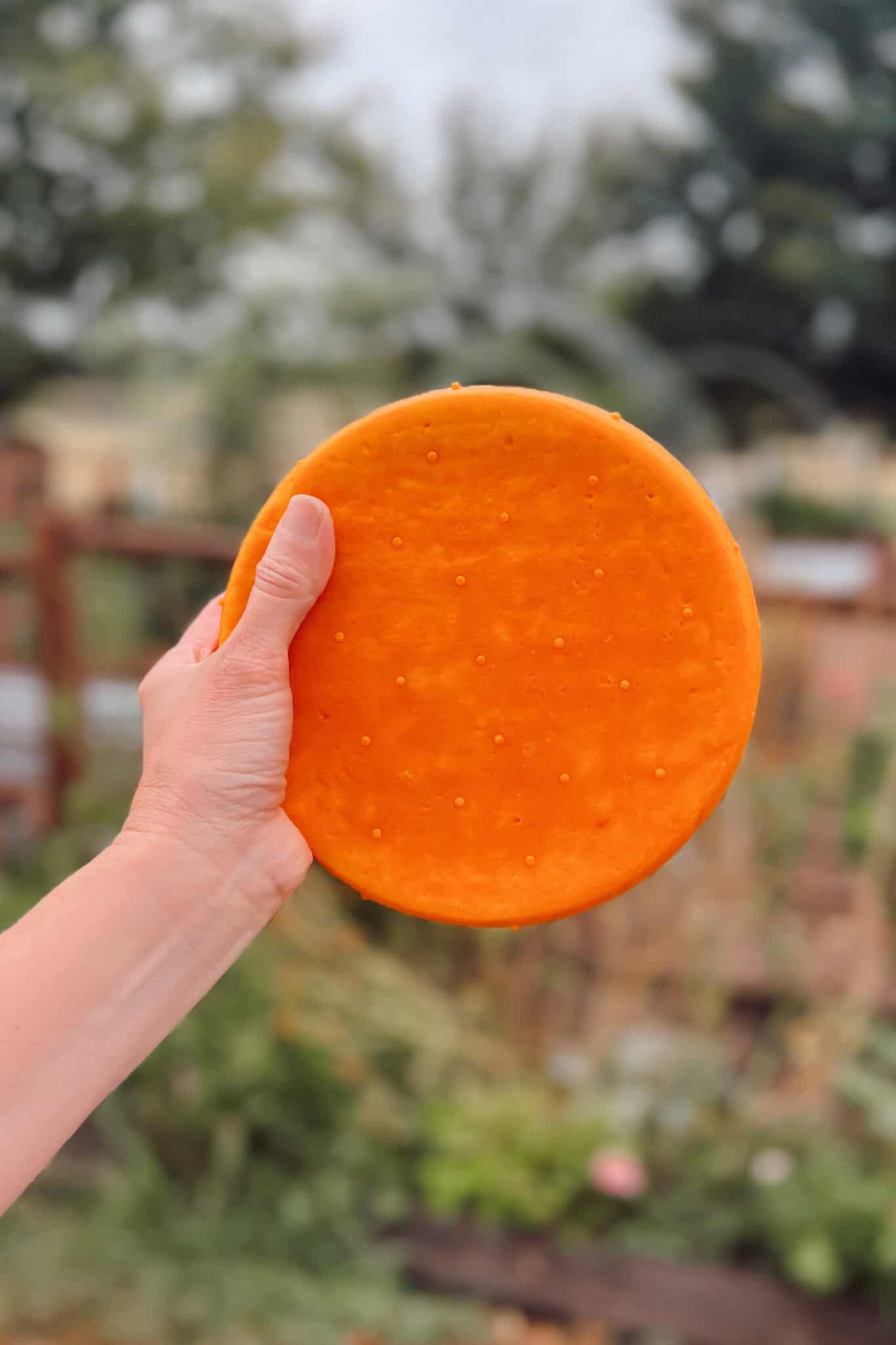 How to Make Colby Cheese: A Step-by-Step Guide for Beginners ...