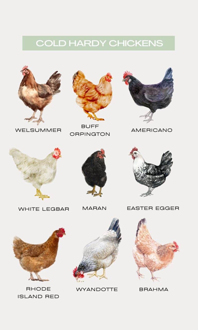 Cold Weather Checklist for Chickens in Winter - Ninnescah Made