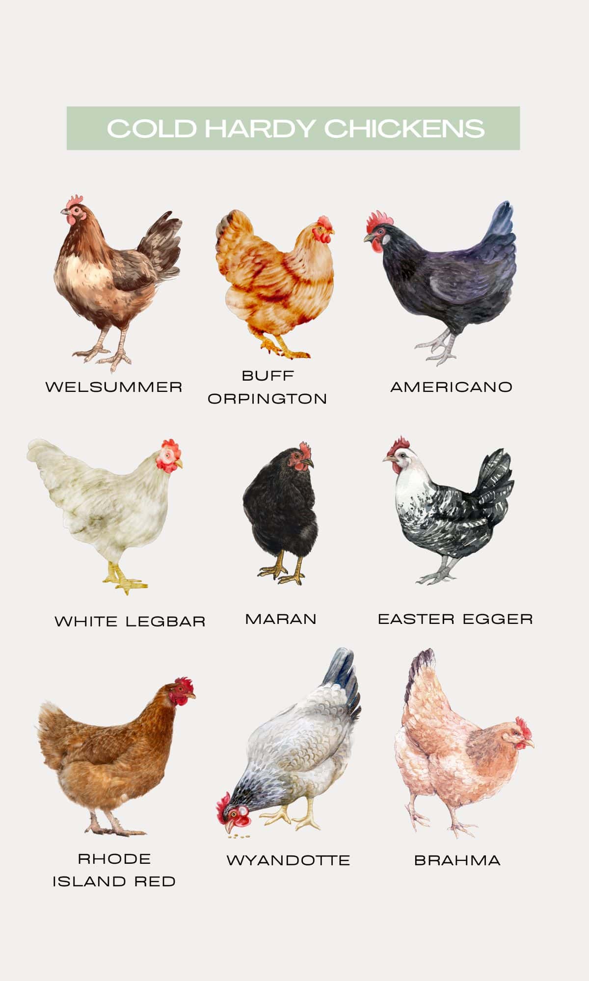 Cold Weather Checklist for Chickens in Winter - Ninnescah Made