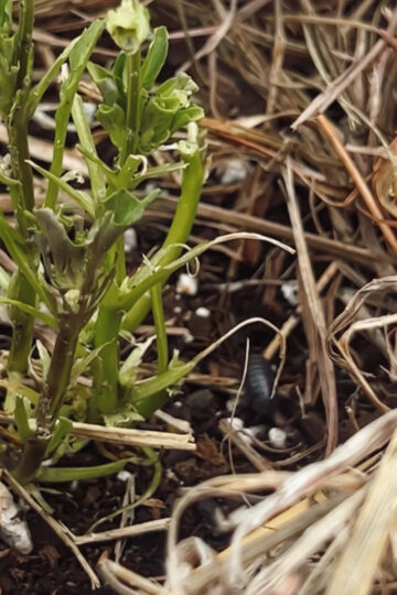How to Get Rid of Pill Bugs (Roly-Polies) Naturally - Ninnescah Made